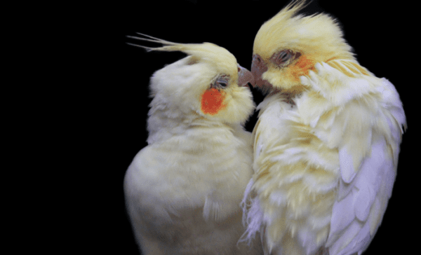 Best First Kiss... From the Guy's Point of View (Part 2) - Been There ...